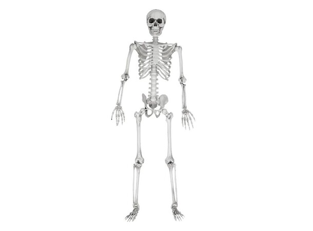Skjelett Full Størrelse - 170cm Life Size Skeleton - Gamezone.no